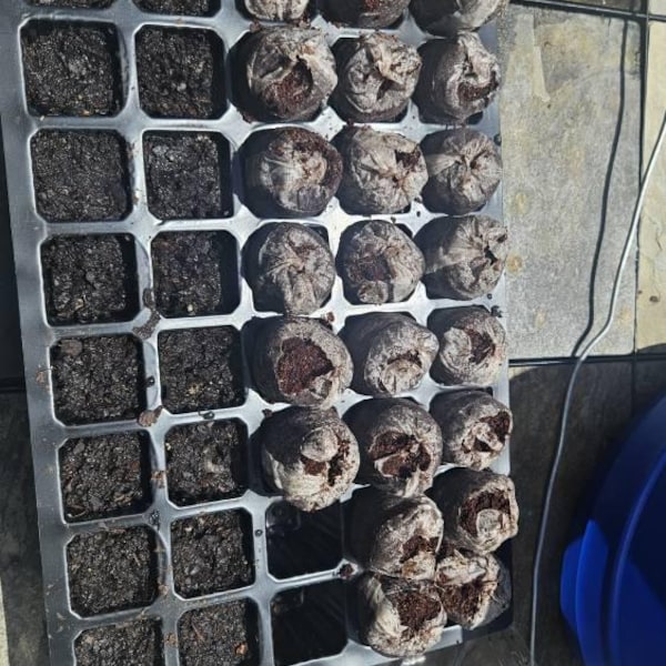 1/4 Lb Zenith Zoysia Grass Seed (zoysia Japonica) – Zenith Zoysia Seeds ...