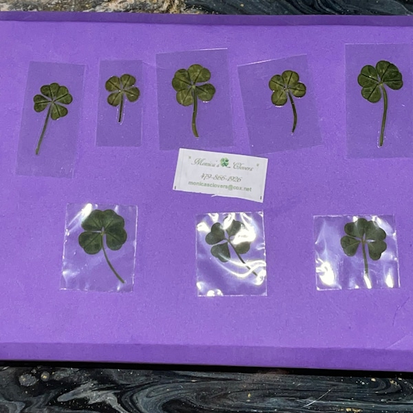 5 Real Four Leaf Clovers-vintage Look, Luck (5 Genuine Laminated 4 Leaf ...