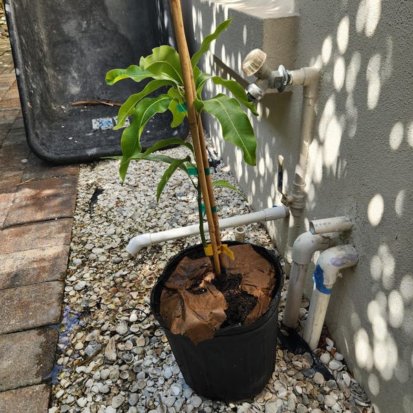 Julie Dwarf (juliette) Mango Tree GRAFTED 2-4 Ft Tall.ship to All ...