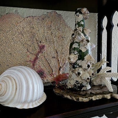 Large Specimen Grade 63.1mm CONUS Regius Royal, Crown Cone SEASHELL JB ...