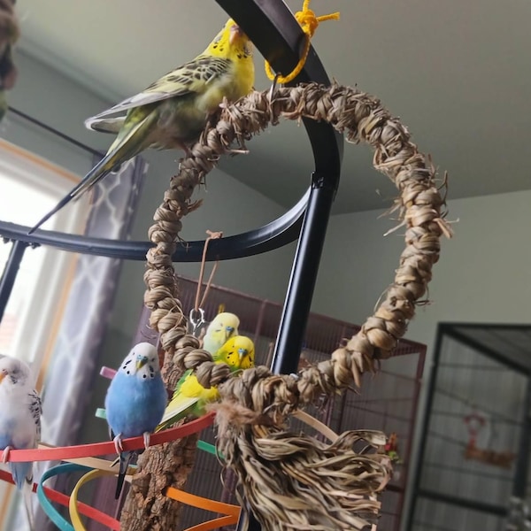 Natural Bird Swing, Parrot Hanging Swing, 3 Ring Parrot Orbit Swing ...