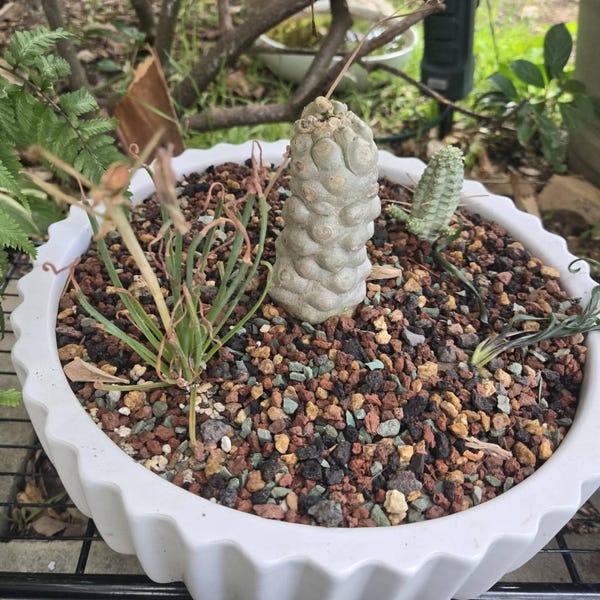 Rare Succulents, Albuca Concordiana (bulb Only), 0.5"-1", Live Plant - Etsy