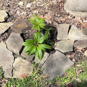 3 Snowcap Daises Leucanthemum Superbum Shasta Daisy Super Fragrant ...