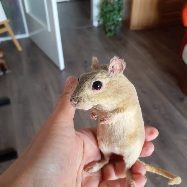 Handmade, Stuffed, Lifelike and Super Realistic Collectable Faux Fur ...