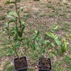 Camellia Sinensis live Tea Plant Propagated From Plants at Former ...