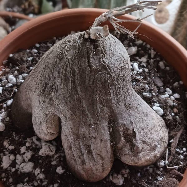 Bulbine Torta, Super Rare Succulent！ - Etsy