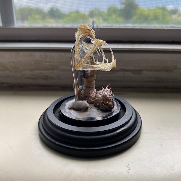 Small Vials of Star Sand for Curio Cabinets - Etsy