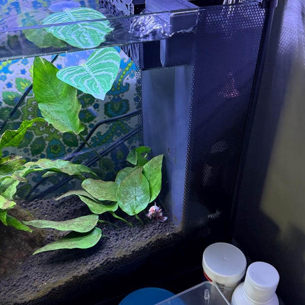 Finnex Stingray Original LED Light Riser, Attractive Stable Elevated ...