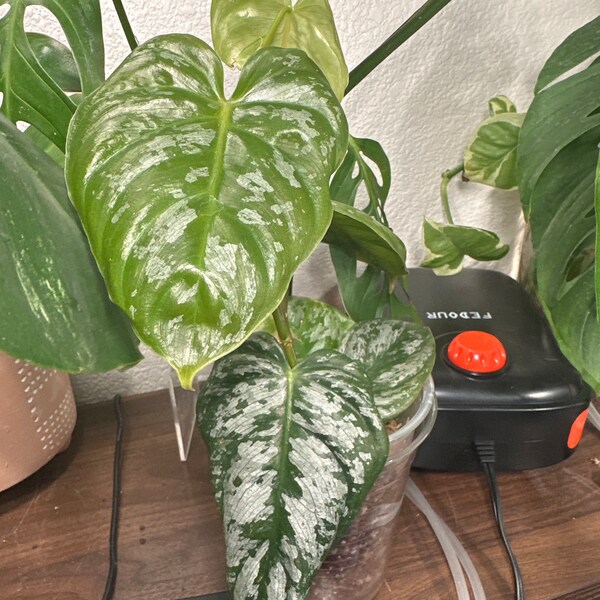 Philodendron Brandtianum Aff (wild Form) - Etsy