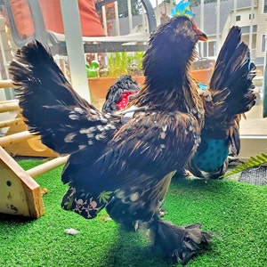 Cannabis Weed Marijuana Joint 420 Kitty Stash Cat Nip Toy 100% - Etsy