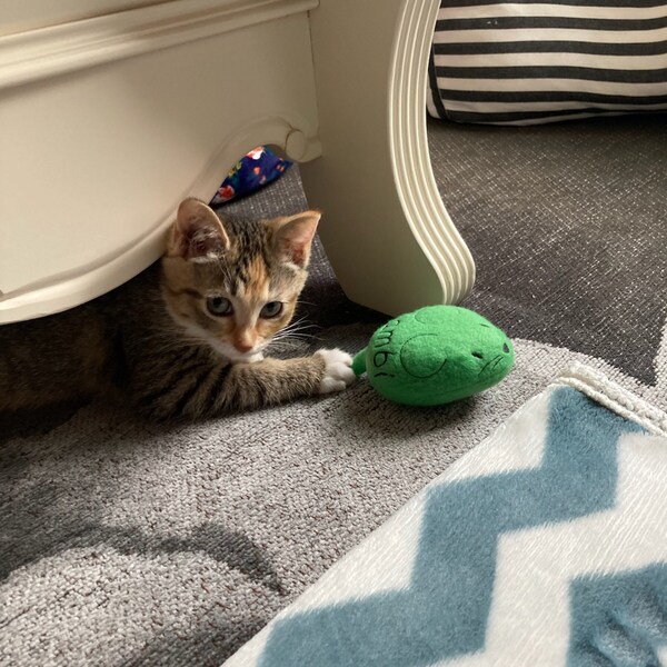 Personalized Cat Toy Mouse With Catnip Two Sizes Small and Large - Etsy