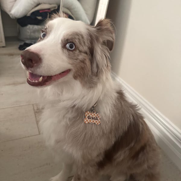 Checker Pet Tag - Customizable Dog ID With Retro Checkerprint Theme ...