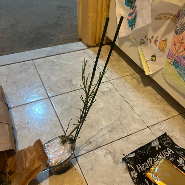 Chinese Perfume Tree, Chinese Rice Flower, in 4 Pot Aglaia Odorata - Etsy