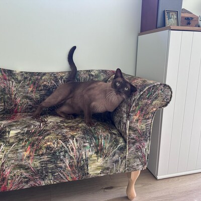 Stag Deer Wingback Sofa 2 Seater Upholstered Fireside Queen Anne ...