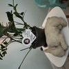 Stone Garden Lying Frenchie French Bulldog Dog Puppy Ornament Statue ...