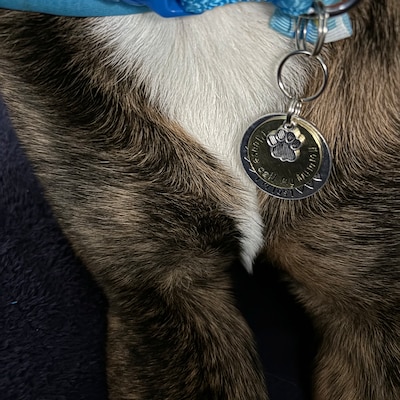 Dog Tag Bunny Chaser Dog Tag Funny Pet Tag Dog ID Tag Bunny Rabbit Dog ...