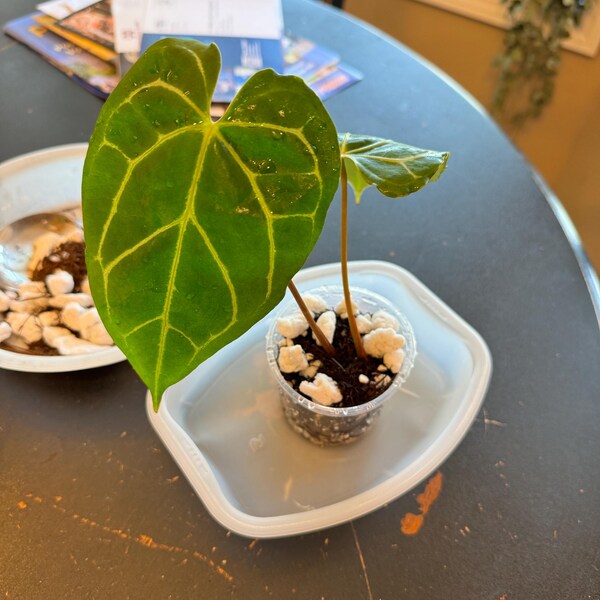 Philodendron Gabby- Highly Variegated - Etsy