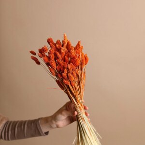 Burnt Orange Oats / Dried Avena Oats / Dried Flowers Bulk / | Etsy