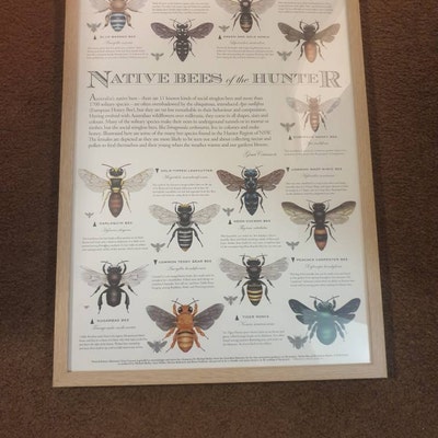Native Bees of Queensland Poster third Edition - Etsy Australia