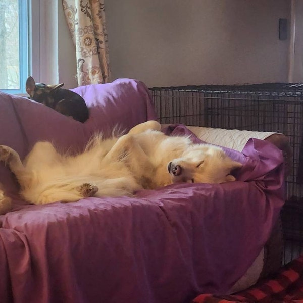 Itty Pittie, Mini Plush Pitbull, Mini Pitbull, Pitbull Doll, Mini Dog ...