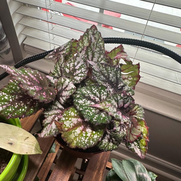 Begonia Jurassic Watermelon - Rex Begonia - Gothic Decor - Tropical ...