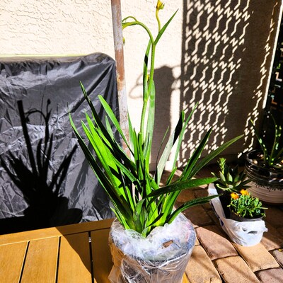 Anigozanthos 'BUSH RANGER' dwarf Red Kangaroo Paw - Etsy
