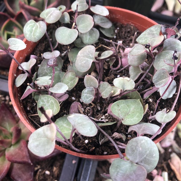 Plant Propagation Pins for Cuttings, Gardening Plant Clips, Strawberry ...