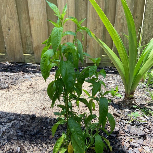 Large Jasmine Grand Duke in 10" Pot Pot, Fragrance, Flowers and ...