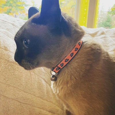 Pink Skull & Crossbones Cat or Kitten Collar Girl Cat Collar - Etsy