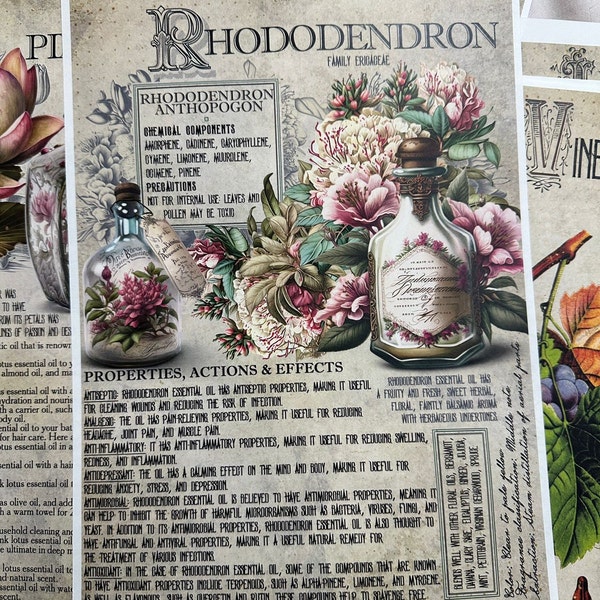 6 Different Antique Garden Roses Seed Packets, DIGITAL Sheet, Vintage ...