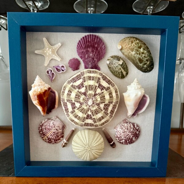 Framed Seashell Wall Art- 8x8 Seashell Shadow Box- Orange Seashells ...