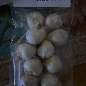 Arrowhead Houseplant Syngonium - Etsy