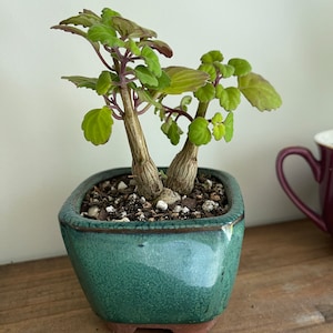 Bonsai Mint plectranthus Ernstii Caudex - Etsy