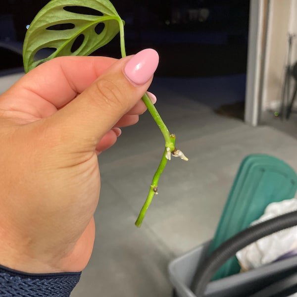 Market Botany Prop Drops - Liquid Propagation Supplement, Root Growth ...