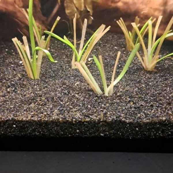 15x Dwarf Sagittaria Subulata Dwarf Sag Live Aquarium Plants Aquatic ...