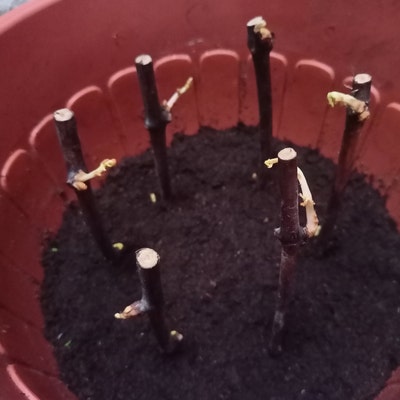 Stone Pine Pinus Pinea 30 Fresh Seeds - Etsy