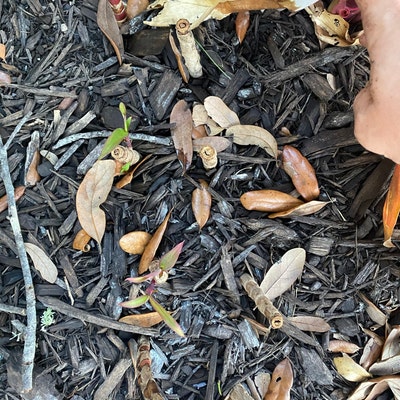 Varied Lot of 5/10/20/50 Red Ti Plant Cordyline Terminclis Cuttings ...