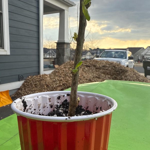 Weeping Yoshino Cherry Starter Plant, 6-8 Inches Tall, Well Rooted - Etsy