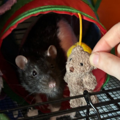 Rat Teddy Bear, Teddies for Rats - Etsy UK
