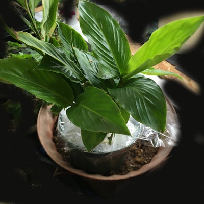 Hawaiian Red Ginger Alpinia Purpurata Live Rhizome With Stalk - Etsy