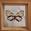 Real Framed Butterfly Morpho Sulkowski pearl Morpho Light Brown Frame ...
