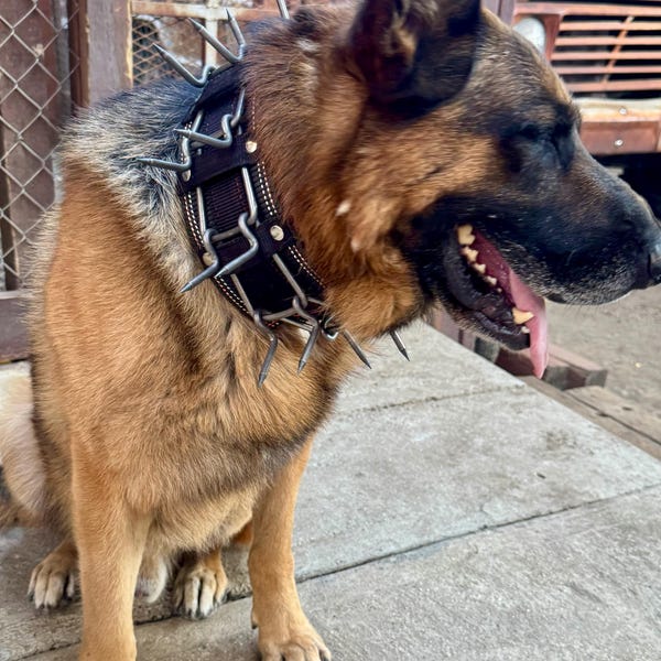 3' Spiky Wide Dog Collar Chain Set Buffalo Leather M/L/XL/XXL - Etsy
