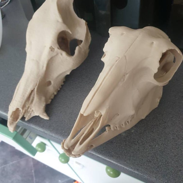 King Vulture Skull Life Size 3D Printed Animal Replicas, Ideal Shelf ...