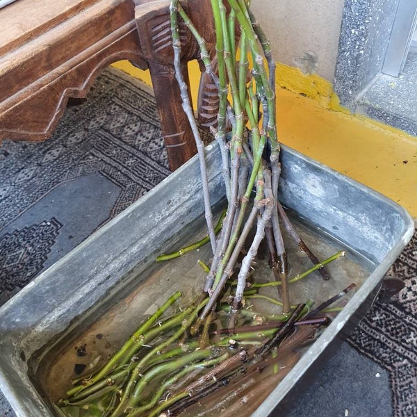 100 japanische Quittensamen. 100 frische Samen Chaenomeles japonica ...