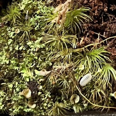 2 Pack Pixie Cup Live Lichen Moss for Terrariums Fairy Gardens Bonsai ...