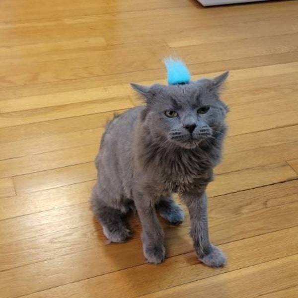 Cat Mohawk - Etsy