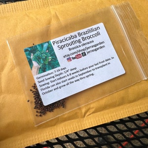 Tromboncino Rampicante Huge Italian Heirloom Zucchini Squash | Etsy