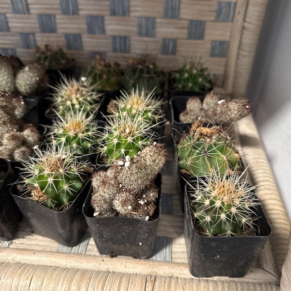 2” Cactus Assortment – 32 Live Plants Bulk Pack – Wholesale Succulents ...
