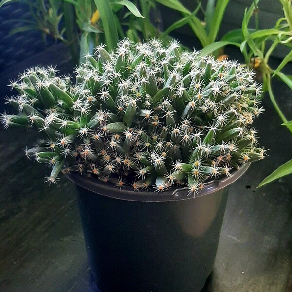 Rhipsalis Baccifera Subs. Horrida Mouse Tail Cactus 2 Inch Pot - Etsy