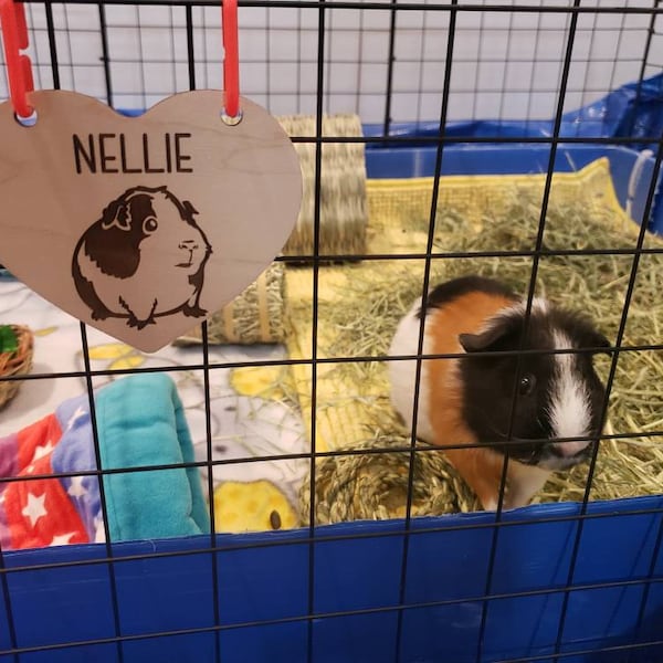 Guinea Pig Name Sign, Guinea Pig Name Tag, Guinea Pig Cage Sign, Guinea ...